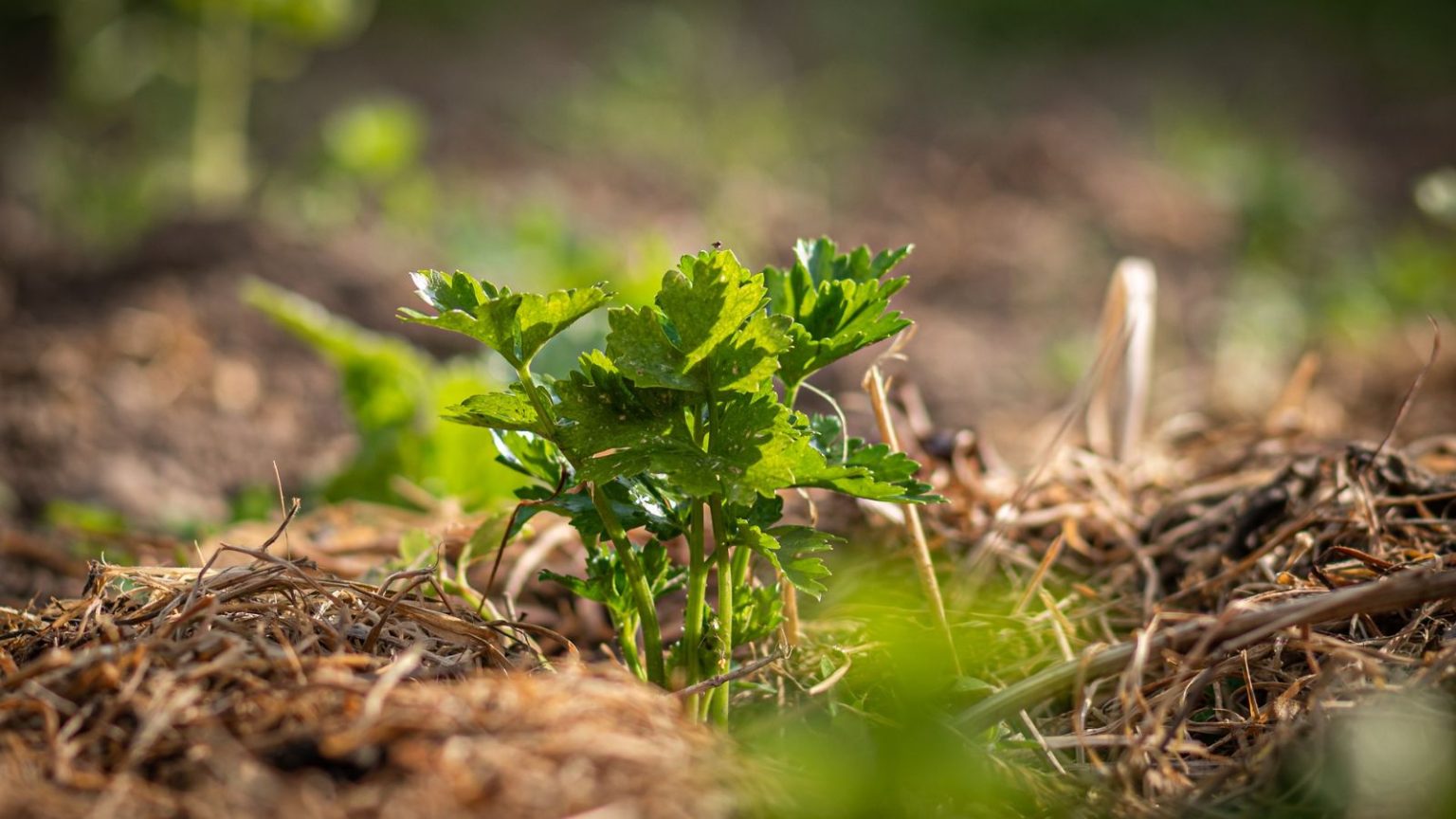 Importancia del calcio en las plantas - BioLaf